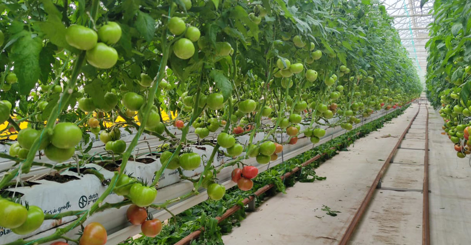 Agro Production – HAVAS AGRO
